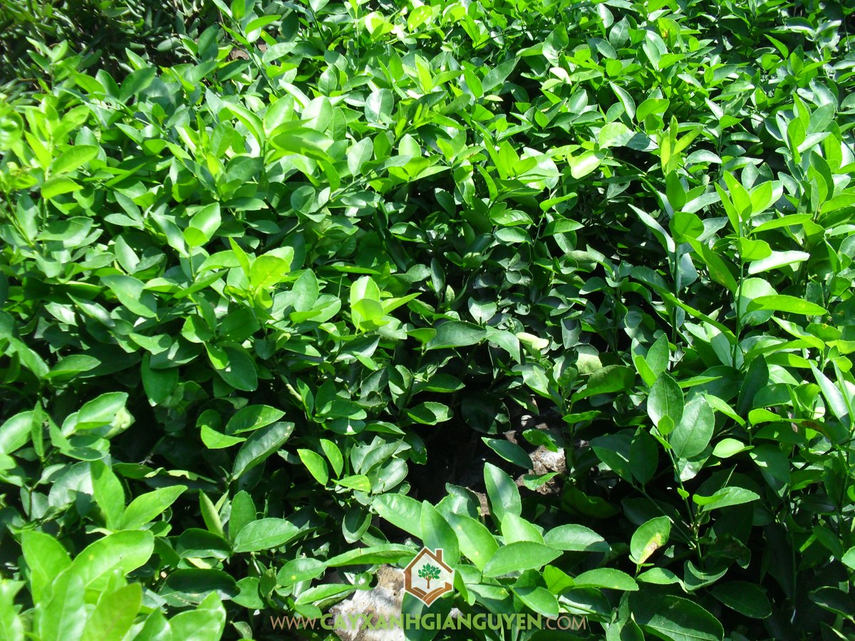 KỸ THUẬT TRỒNG CHANH KHÔNG HẠT ~ Cây Chanh Không Hạt