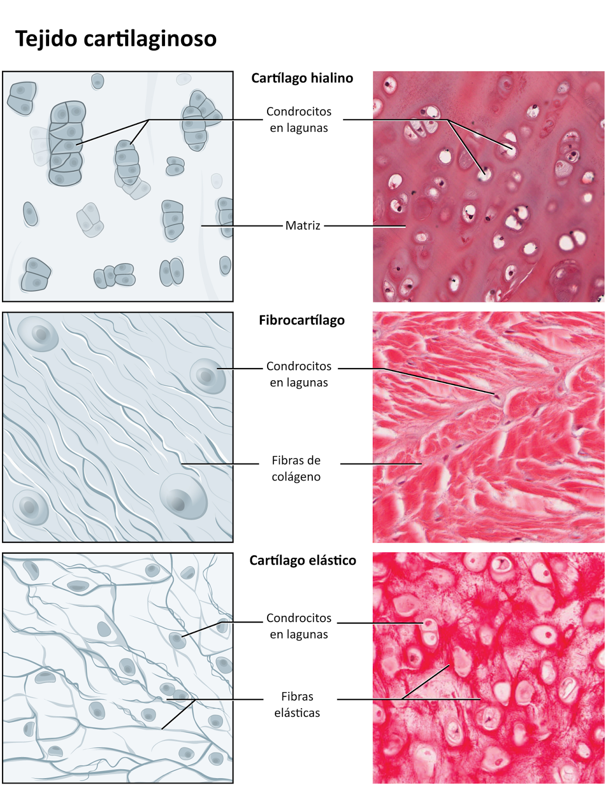 B.log.ia 2.0: El nivel tisular
