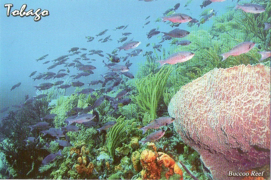 Postcards Journey: Tobago - Buccoo Reef