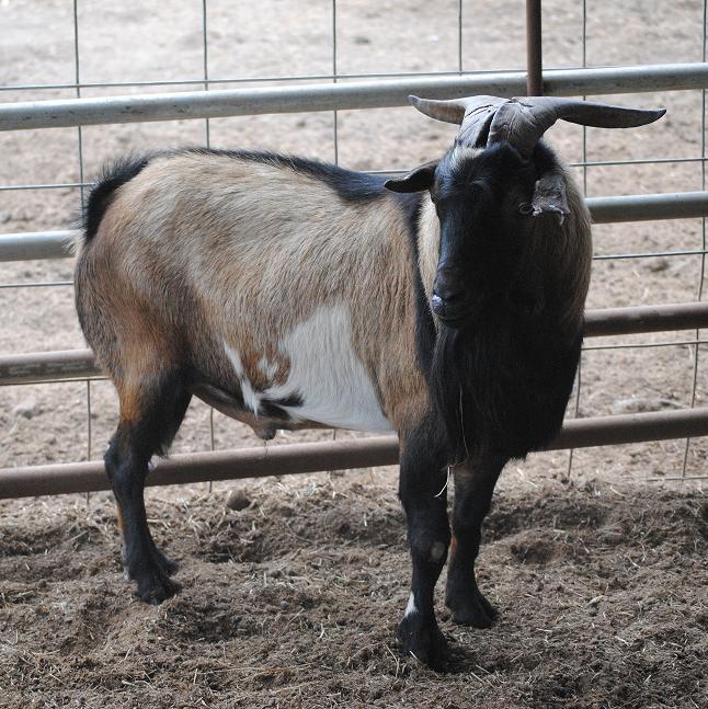 Tye Dye Acres: Fainting Goat Colors and Patterns!