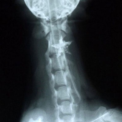 Art-Sci: Gulp! Swallowed Objects Revealed by X Rays