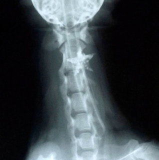 Art-Sci: Gulp! Swallowed Objects Revealed by X Rays
