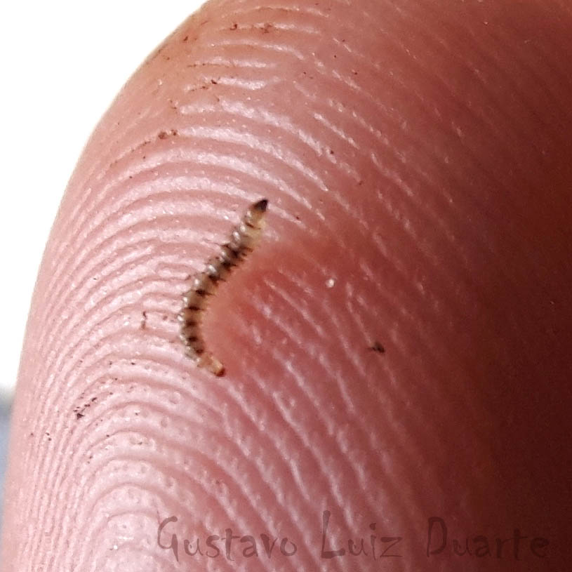 Insetologia - Identificação de insetos: Larvas e Enquitreia em São Paulo