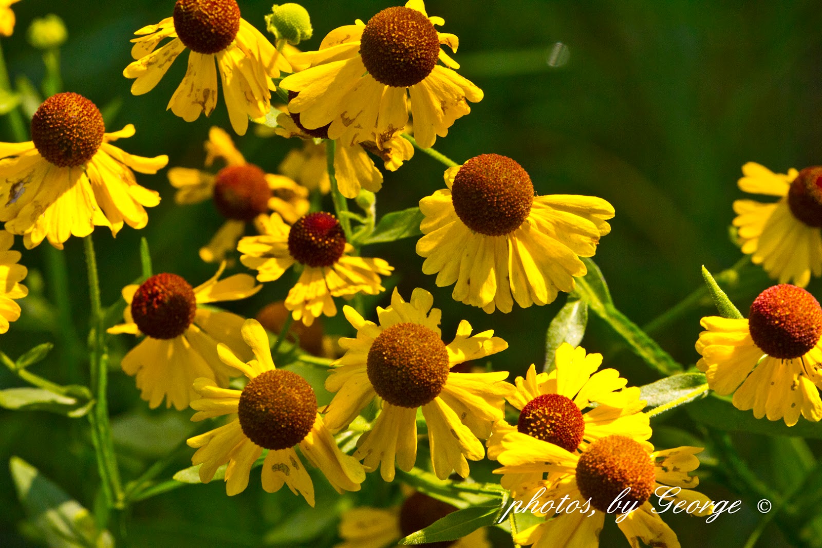 "What's Blooming Now" : Purple-Headed Sneezeweed (Helenium Flexuosum)