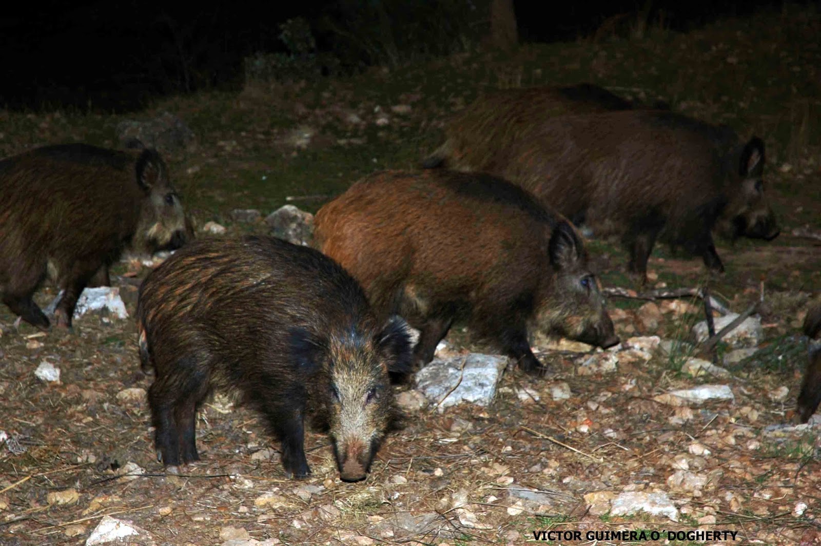 Mis imágenes de aves: JABALIS EN LA SIERRA DE CAZORLA