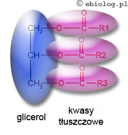Bio-Loszka :) : 1.3 Lipidy
