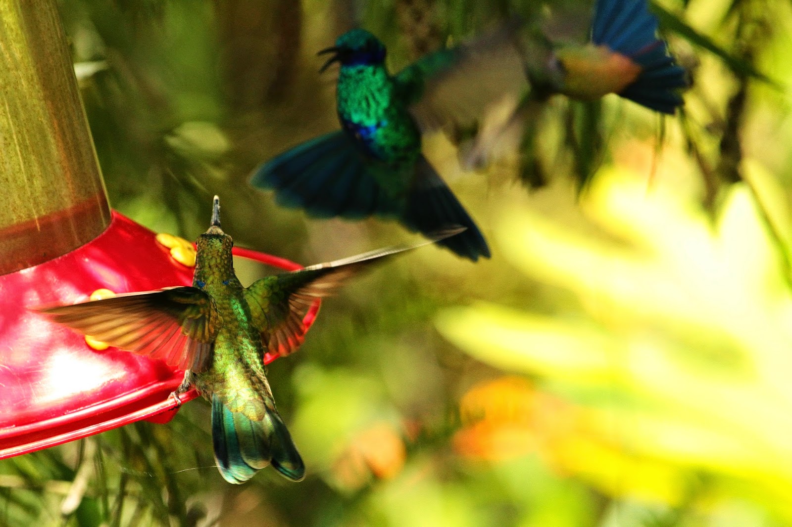 Nuestro bello mundo...: Hummingbirds, Colibris, part 4 - Pictures taken ...
