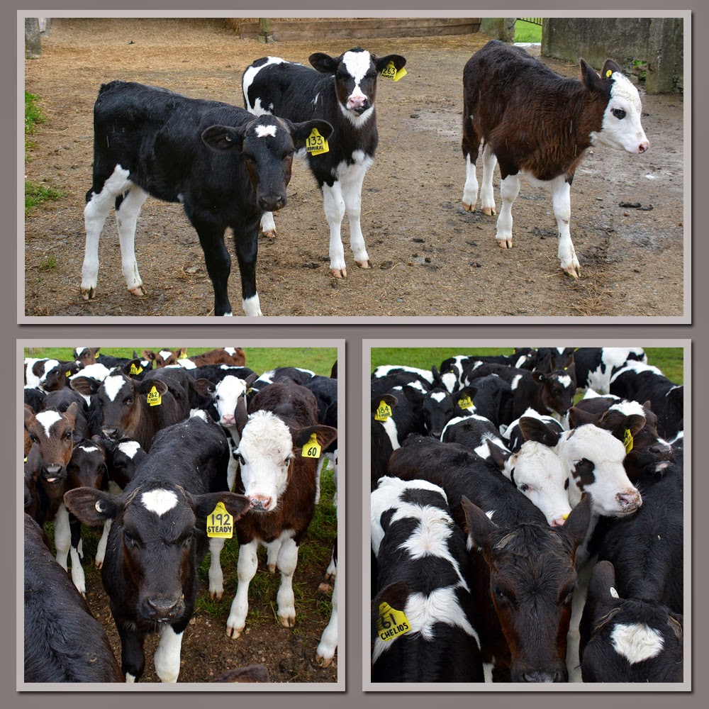 Two Go Tiki Touring: Calves & Kids