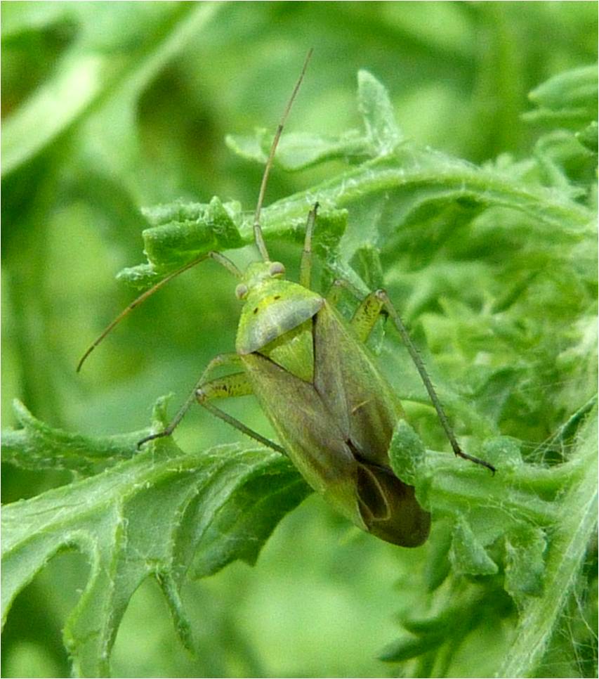 Insects of Scotland: True Bugs