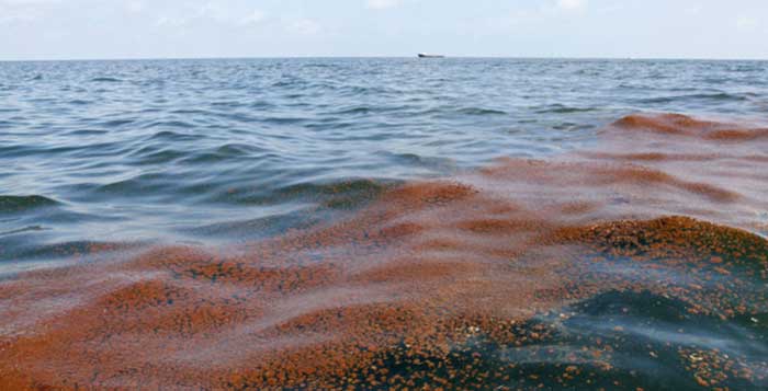 Brutus, piattaforma Shell rilascia 350mila litri di petrolio nel Golfo ...