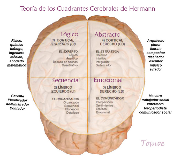 Desarrollo del Pensamiento y la Inteligencia Humana: Teoría de Ned Herrmann