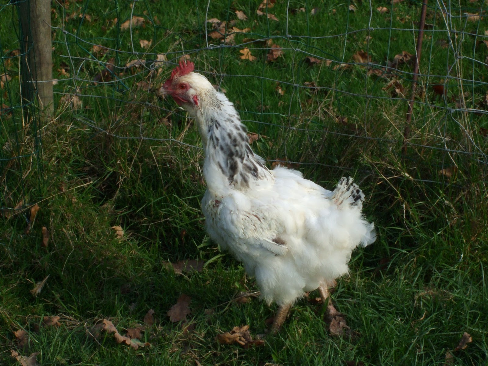 Bald Chicken Balding, Rooster, Chicken, Animals, Animales, Animaux ...