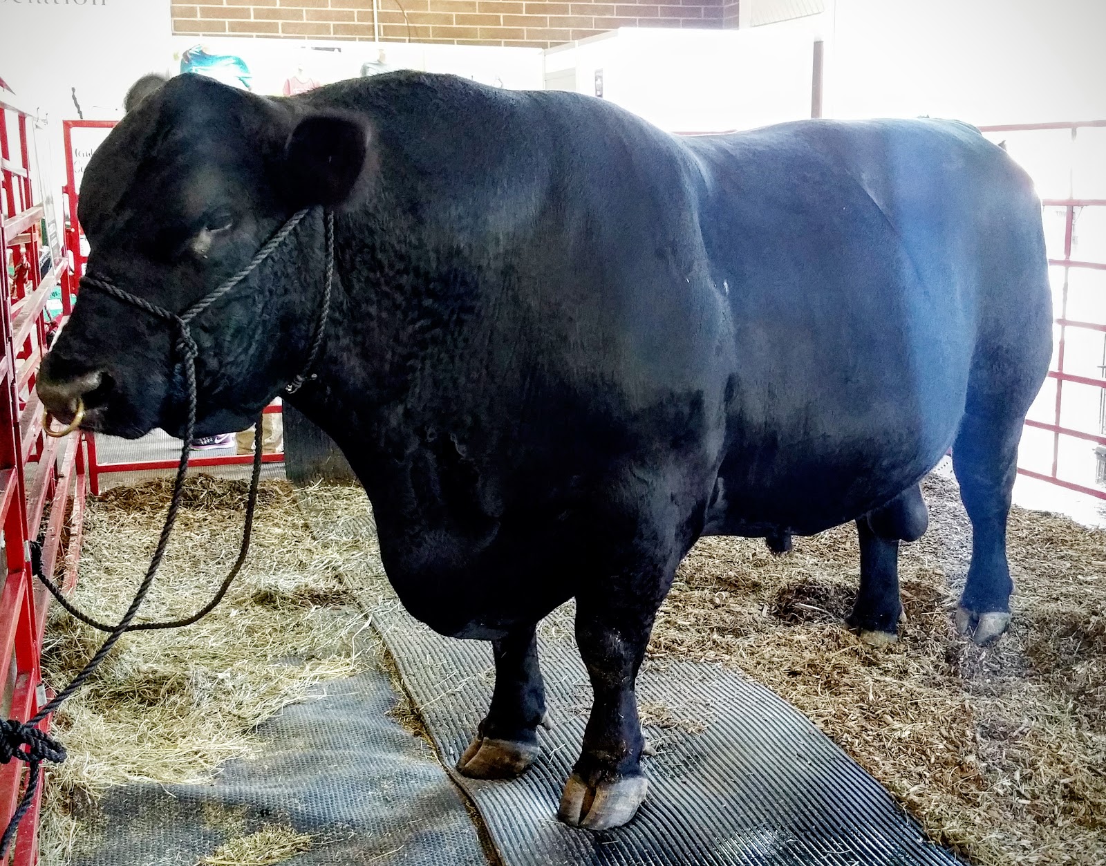 History and Culture by Bicycle: 2016 Iowa State Fair: Super Bull