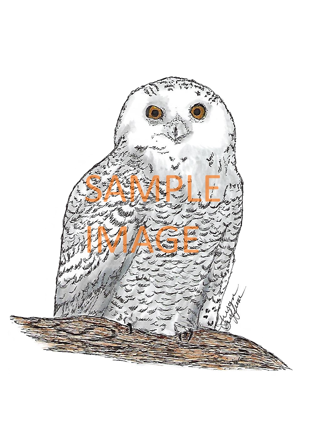 Susan Buffum- Author: Birds