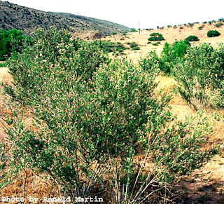 MEXICALI HISTORIA, FOTOS, PROYECTOS Y MAS...