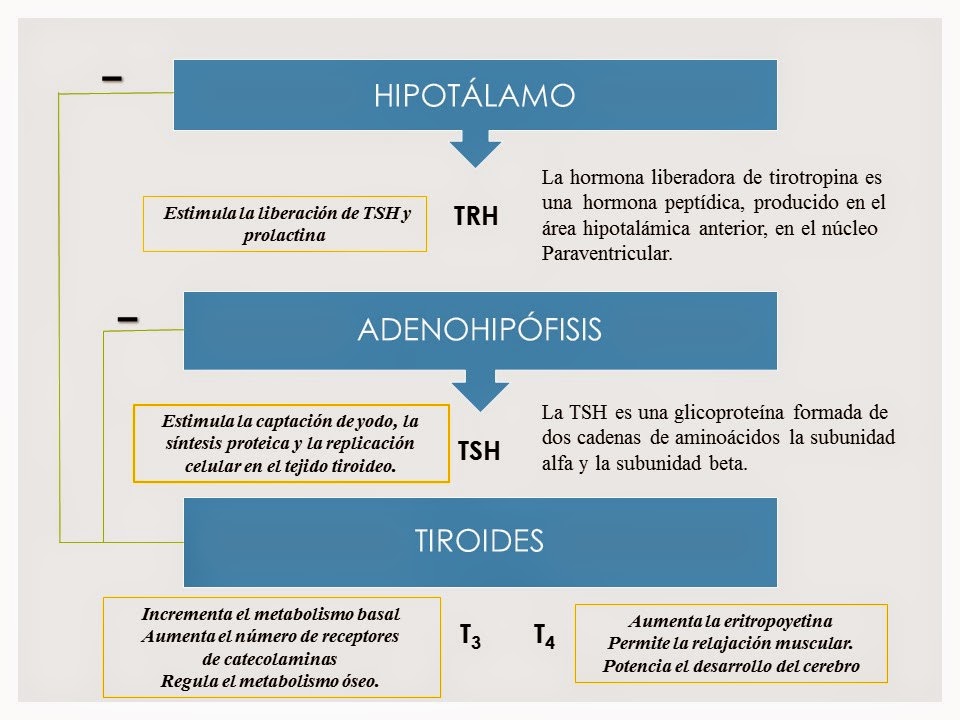 Blog de Evidencias de Fisiología Médica: EJE HIPOTÁLAMO HIPÓFISIS TIROIDES