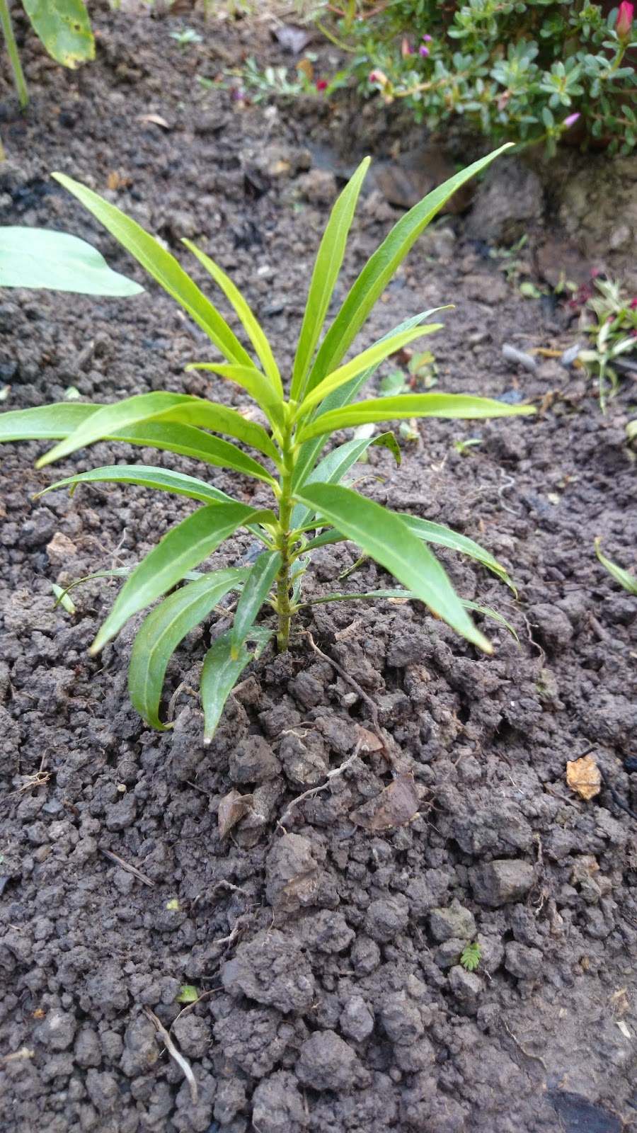 serimama herbs: pokok herba yg boleh ditanam laman rumah