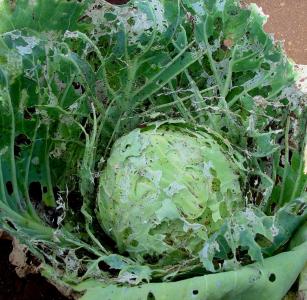 Kilimo cha kabichi - sehemu ya tatu (Growing Cabbage - Part three)