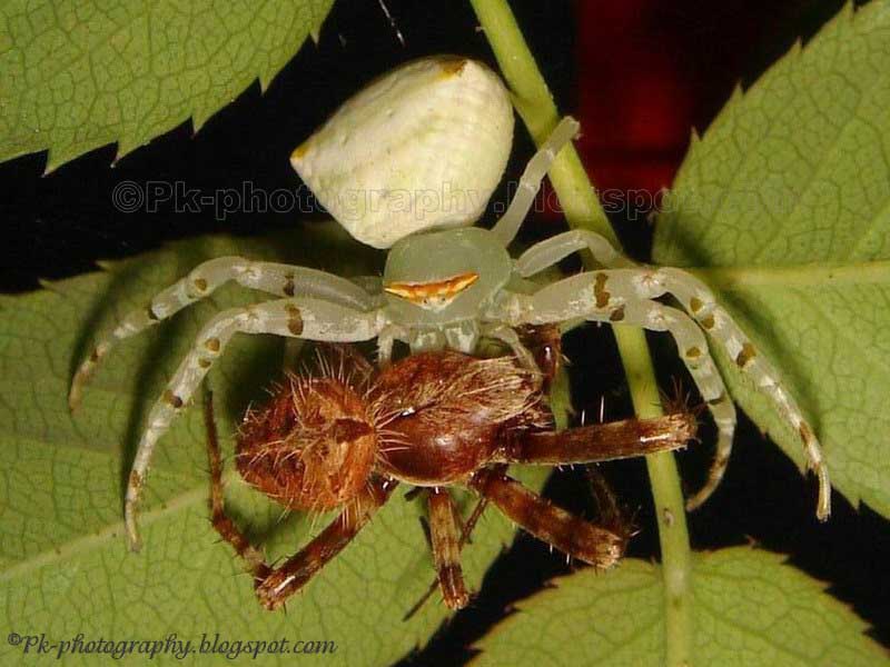 Spider Eating Spider | Nature, Cultural, and Travel Photography Blog