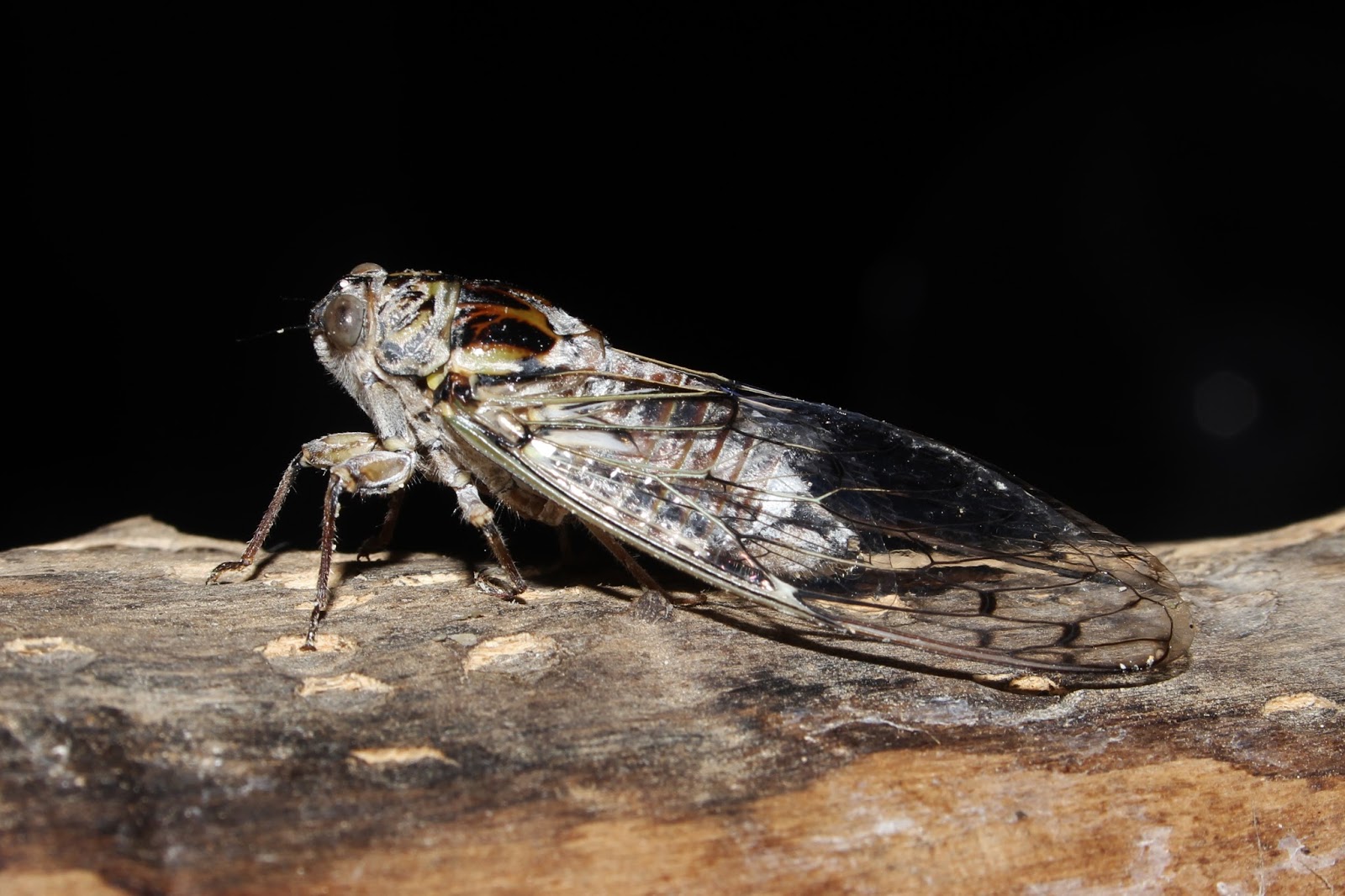 Biodiversity of Cyprus by NGO Protection of the Natural Heritage and ...