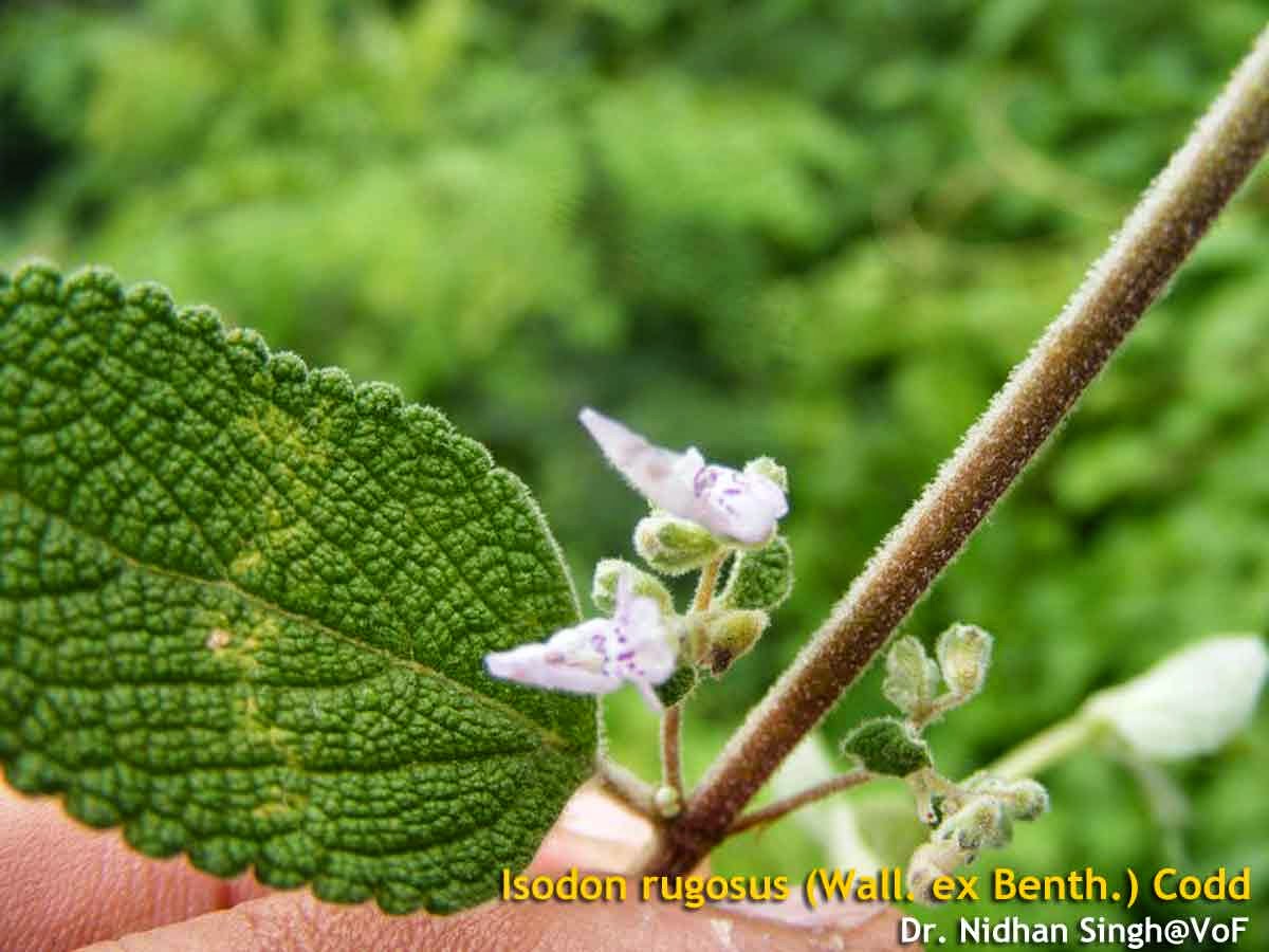 Medicinal Plants: Isodon rugosus
