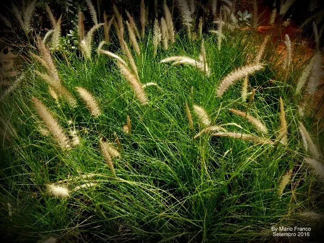 Meu Cantinho Verde: CAPIM-DO-TEXAS, CAPIM-CHORÃO - ( Pennisetum setaceum )