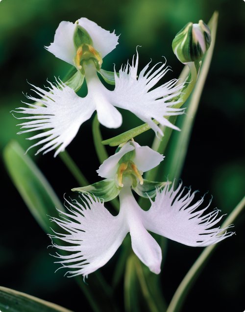 Best Flower's Care: ORCHIDACEAE