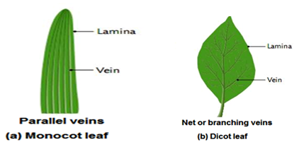Leaves