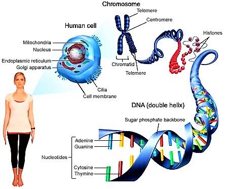 Variation of the Chromosomes in the Human - Medical Yukti