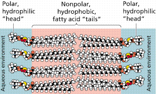 Ardi Sanjaya: Membran Sel