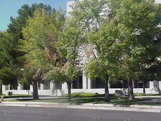 Xtremehorticulture of the Desert: Early Leaf Drop (October) in Modesto Ash