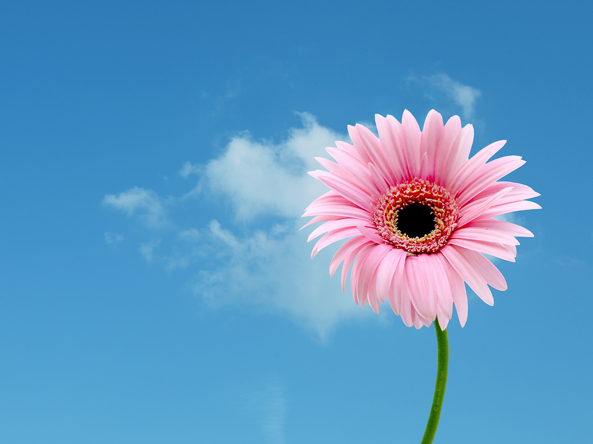 Stylish Teal Flower | Here Everythink Is Stylish