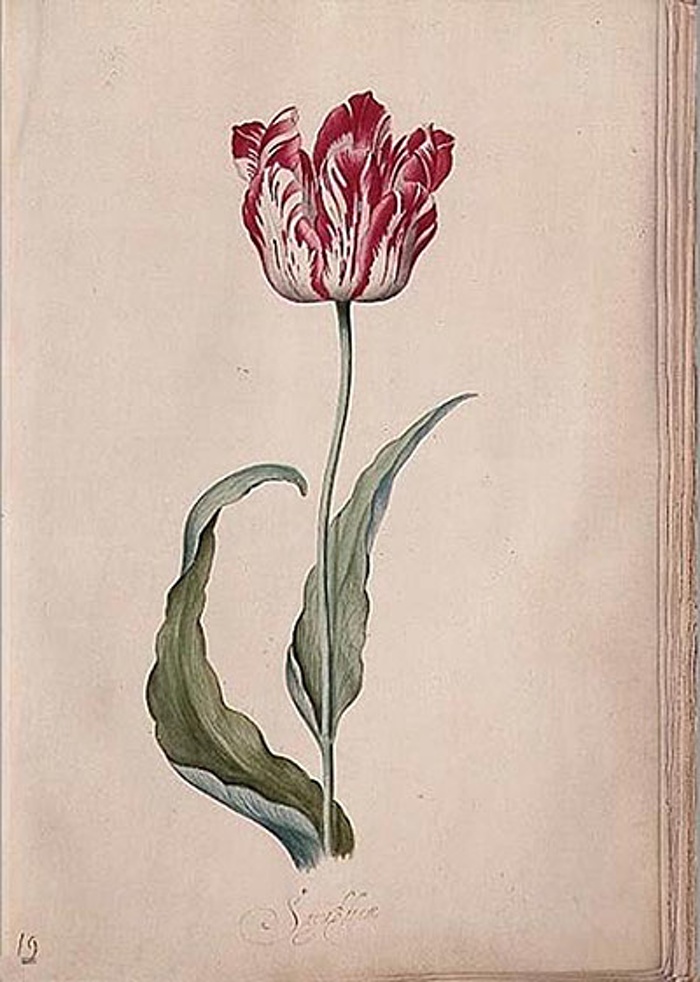 Artwork Replica Tulip, 1643 by Judith Leyster (1609-1660, Netherlands ...