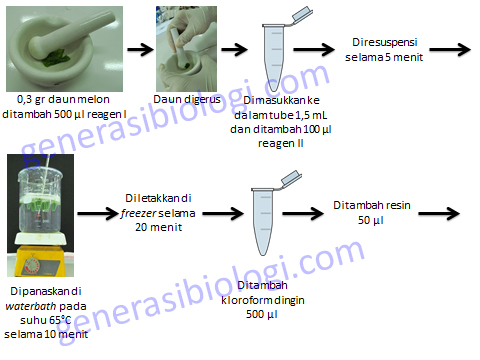 Prinsip, Metode, dan Teknik Isolasi DNA - Biologizone