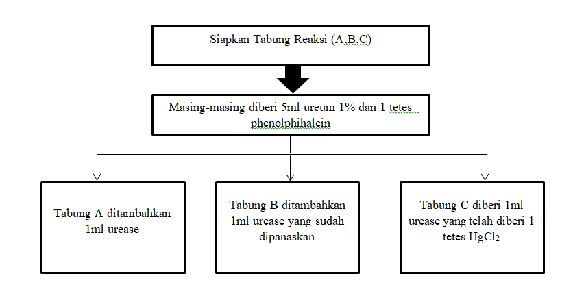 Pengaruh Denaturasi dan Inhibitor Terhadap Kinerja Enzim Urease
