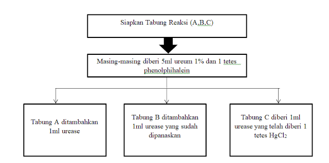 Pengaruh Denaturasi dan Inhibitor Terhadap Kinerja Enzim Urease
