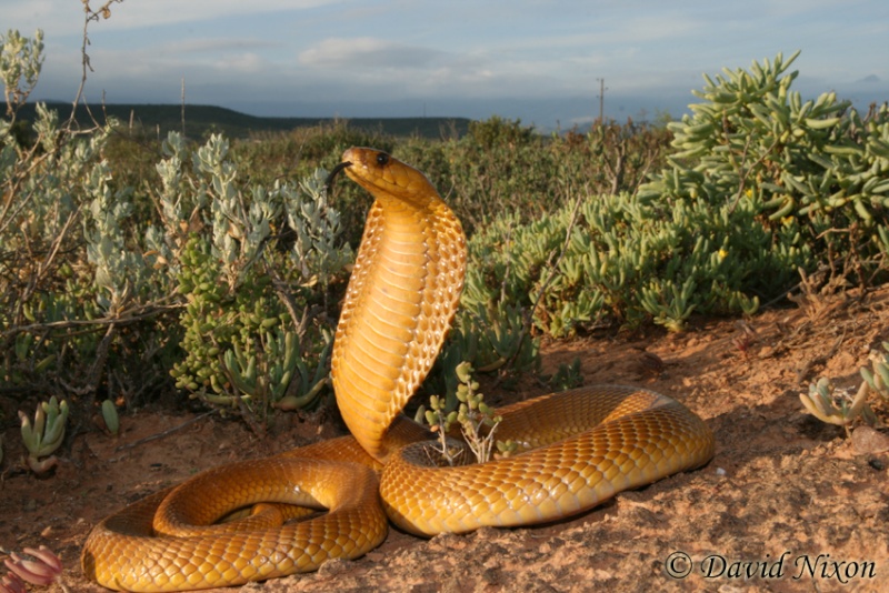 Cape Cobra Facts and New Pictures-Images | The Wildlife