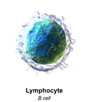 Morfologi Dan Fungsi Limfosit Sel Darah Putih - Mata Fariz
