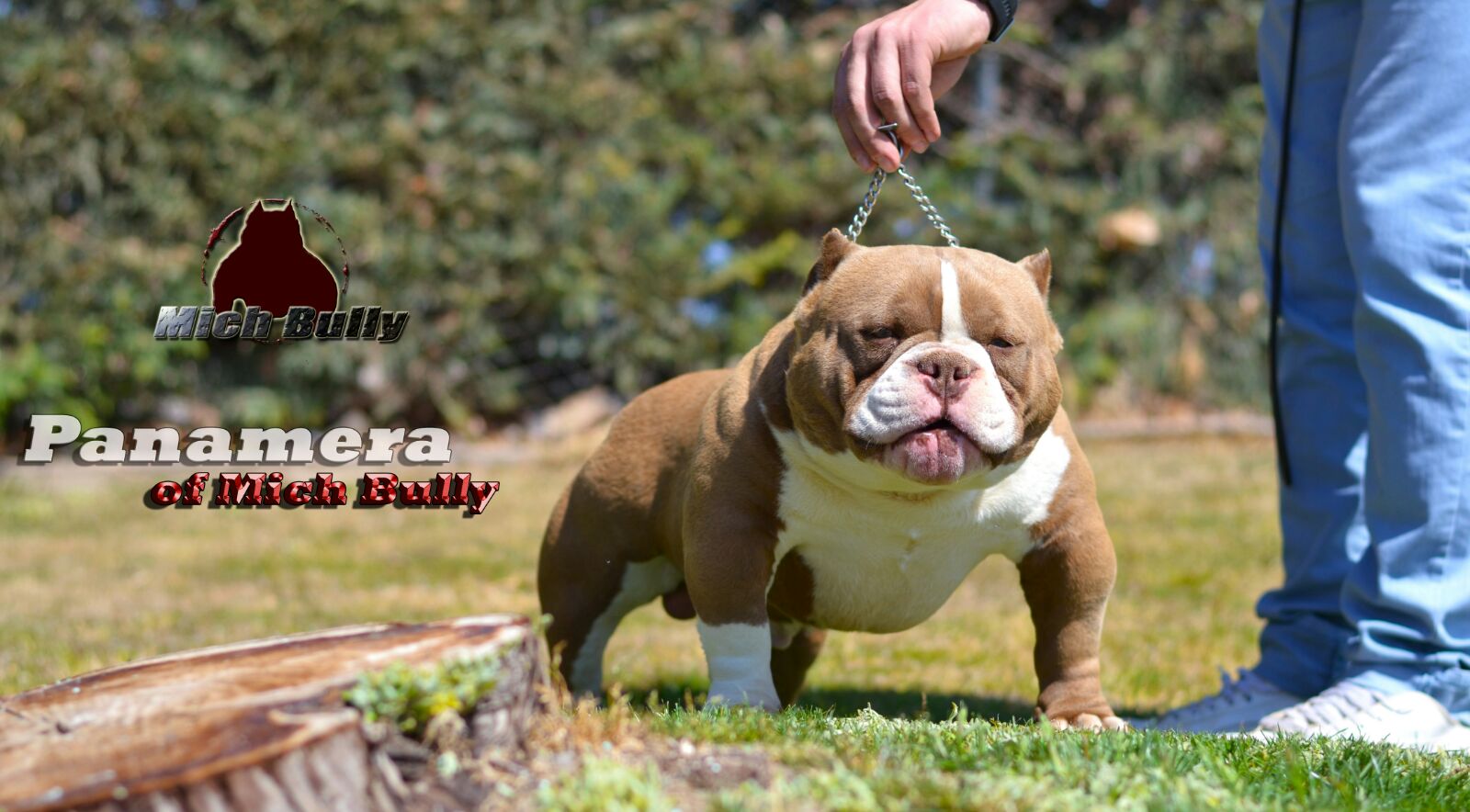 Cria y Seleccion del American Bully: Machos