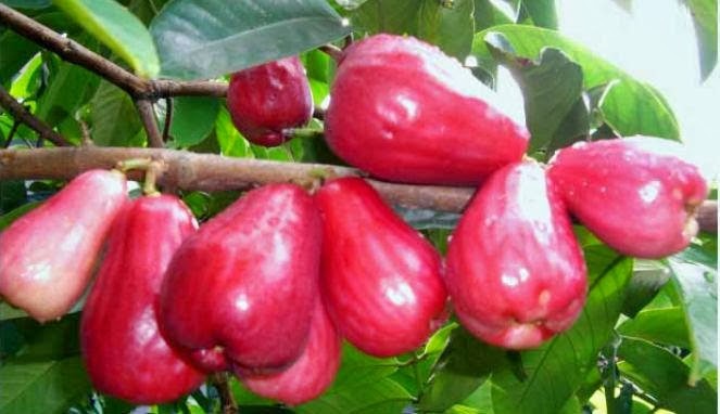 Budidaya Jambu Air - BUDIDAYAKU