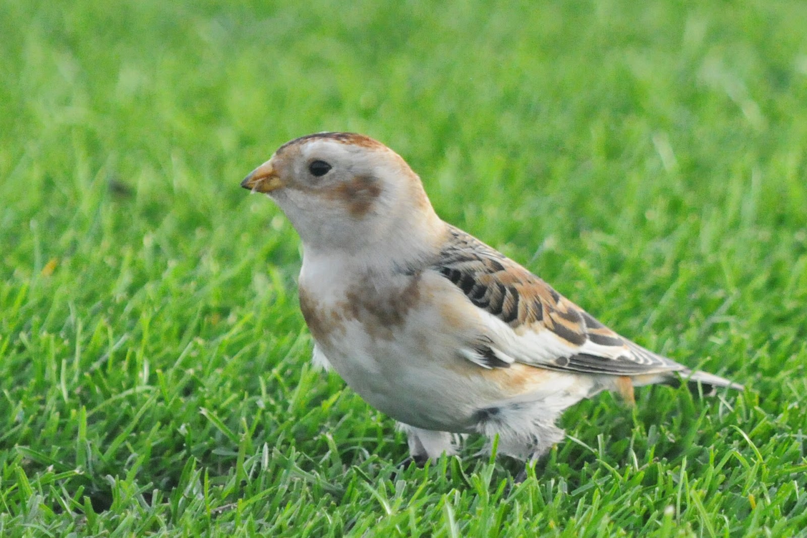The RSPB Liverpool Local Group