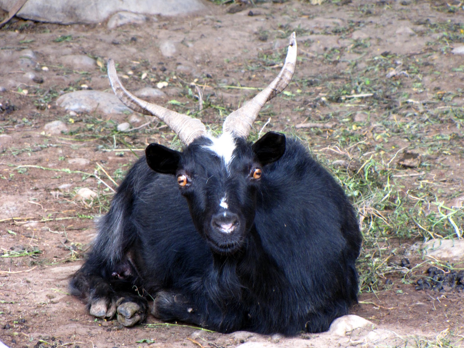 Upper Mustang 2011: Tange - Chusang