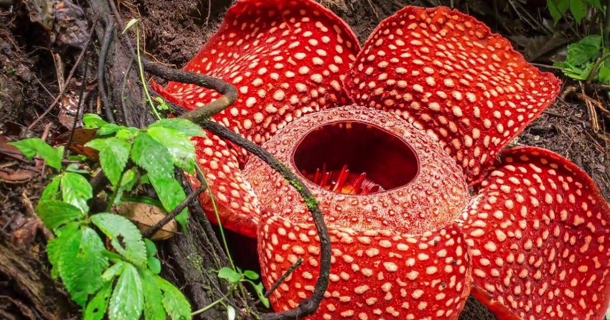 INTERESTING FACTS ABOUT BALI INDONESIA : Rafflesia Arnoldi flower - The ...
