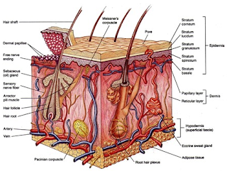 Bagian-bagian Kulit dan Fungsi Kulit Lengkap