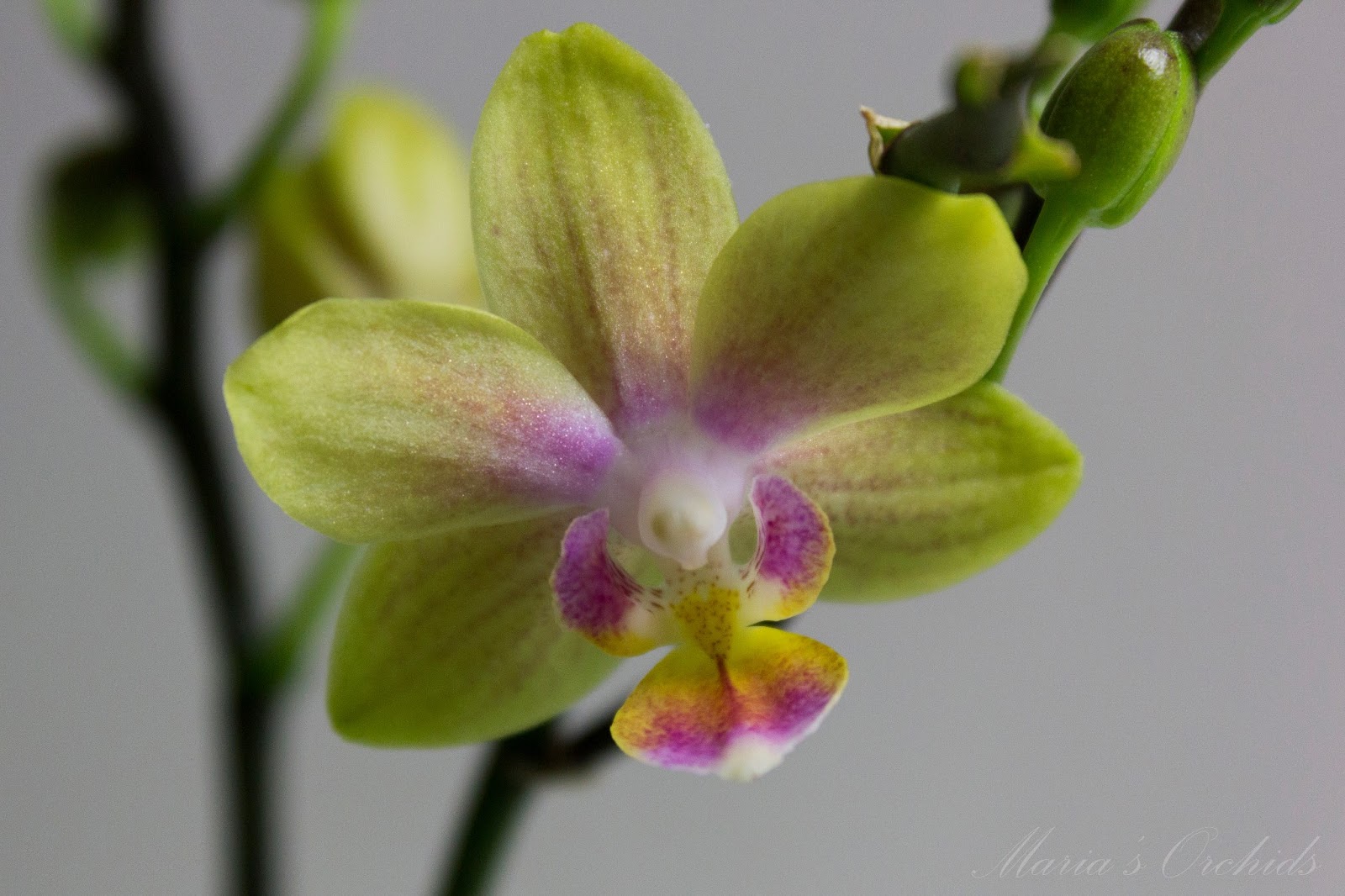 Maria's Orchids: Phalaenopsis Gold Tris 'Desk Pot' in full bloom