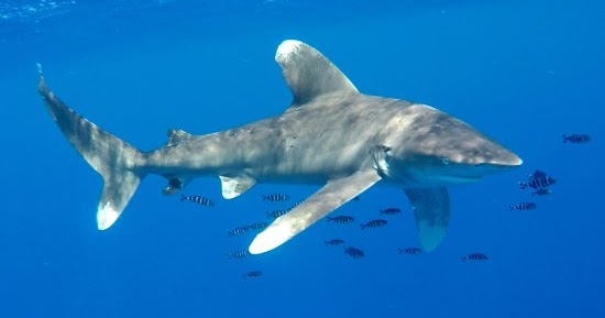 Sharks In Greece: Καρχαρίες των ελληνικών θαλασσών Μέρος δεύτερο (Video)