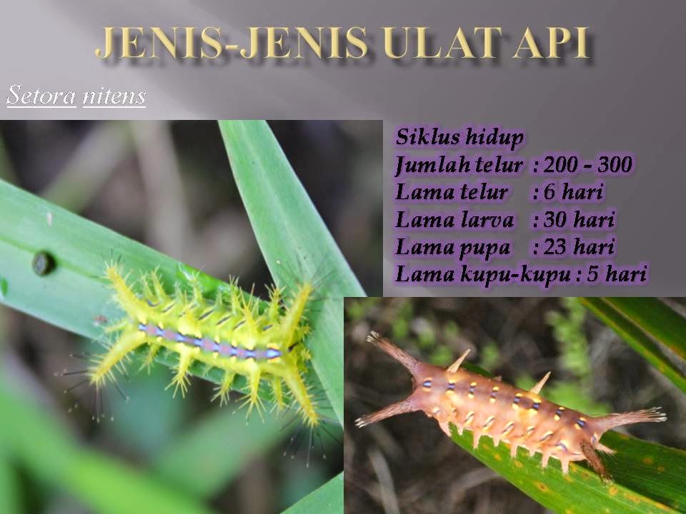 PANDUAN PENGENDALIAN ORGANISME PENGGANGGU TANAMAN (OPT) KELAPA SAWIT ...