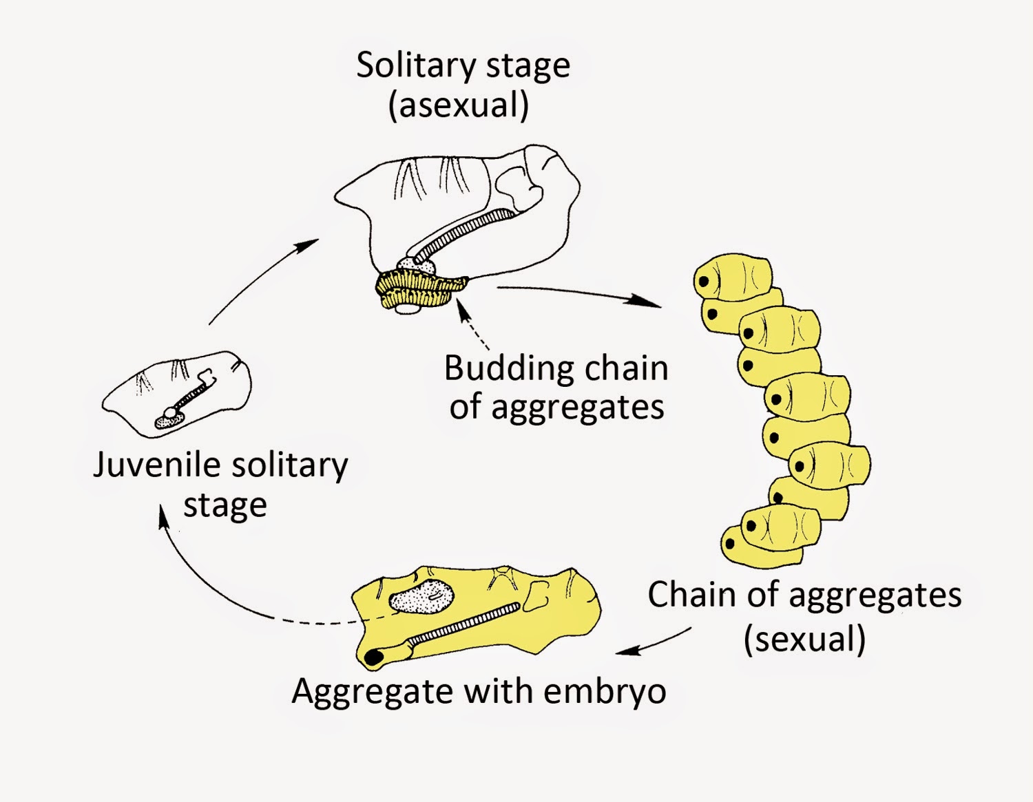 The Natural History of Bodega Head: Diamonds in the drift