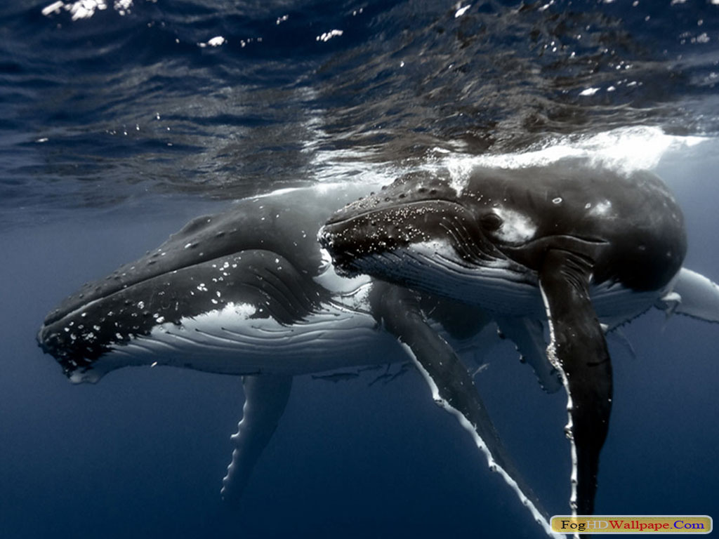 Wheel Fish Desktop HD Wallpaper | Fog HD Wallpaper