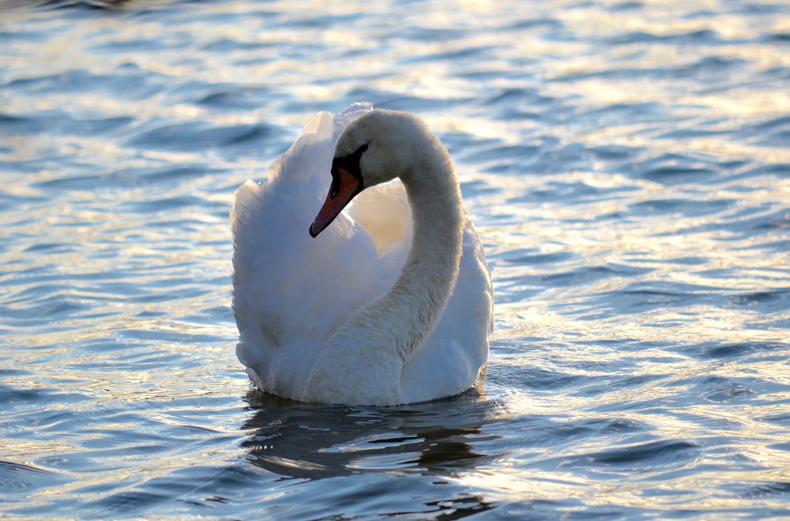 It's All About Purple: A Swan's Story